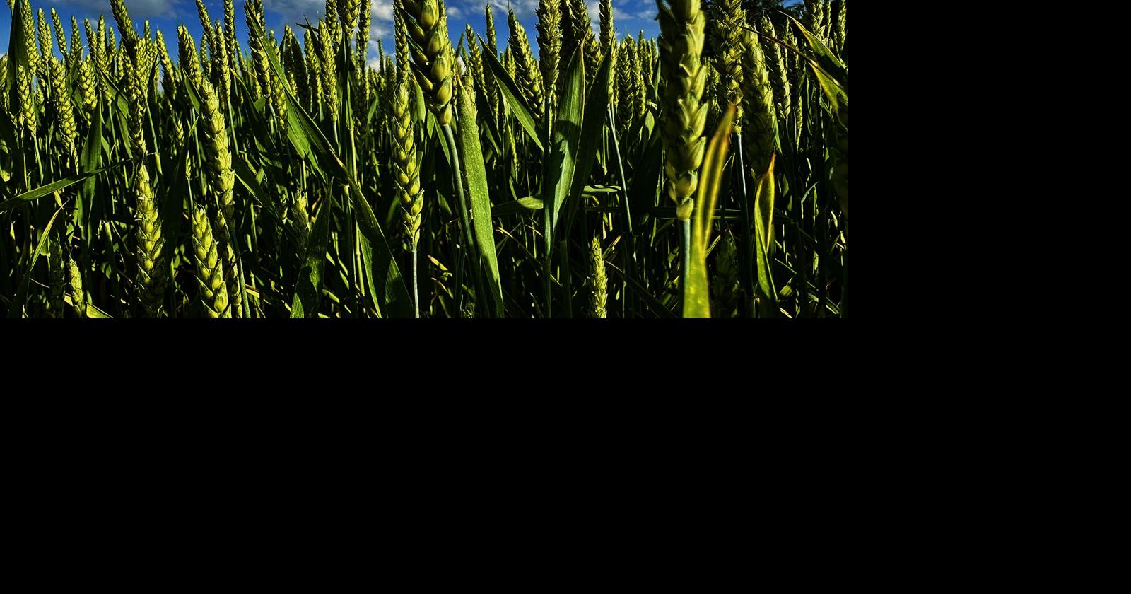 Winter wheat heading well ahead of average pace | Crop Conditions ...