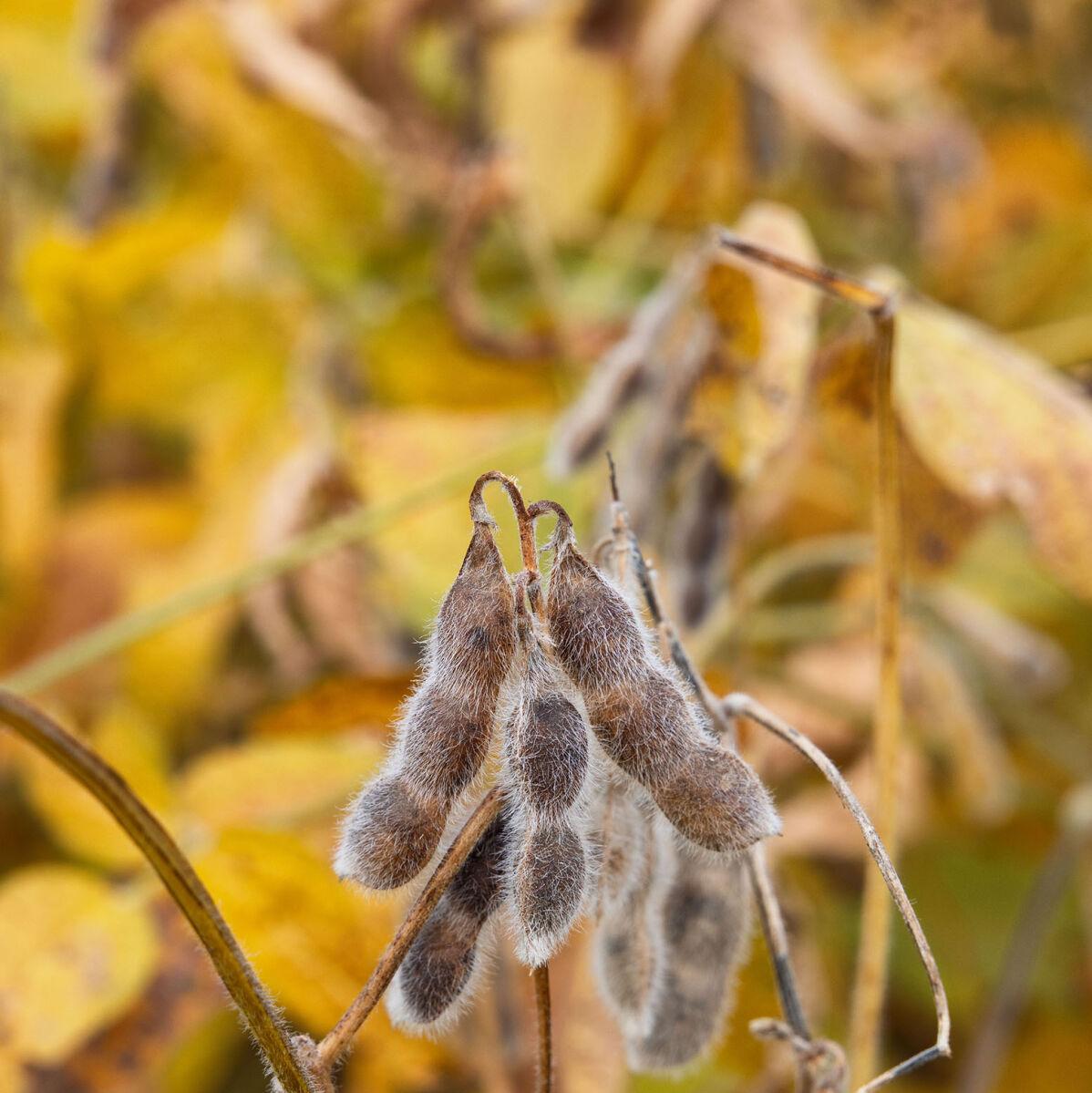 soybean pods edible