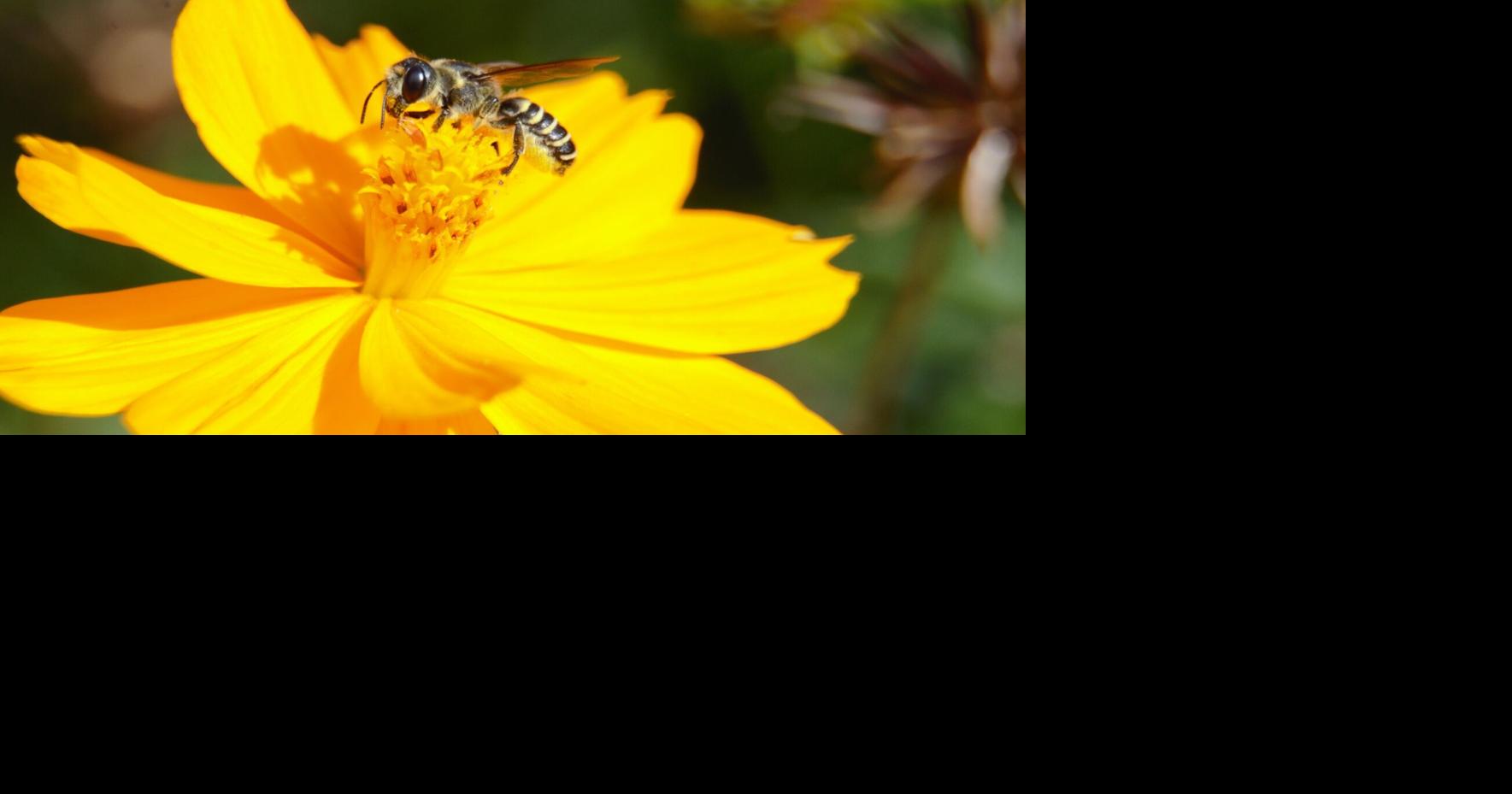 Bee on the lookout for native bees this summer | Perspectives ...