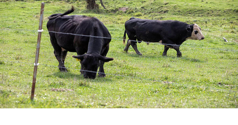 Brown: Smaller cattle herd, higher prices on the horizon | Livestock ...