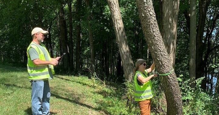 Tree planting grants available for communities | General | farmweeknow.com