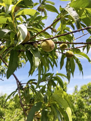 Peach output looks to be variable again this season | Profitability ...
