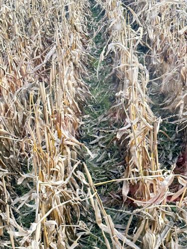 Ryan Frieders, Waterman, 04/27/24 | Dekalb County | farmweeknow.com