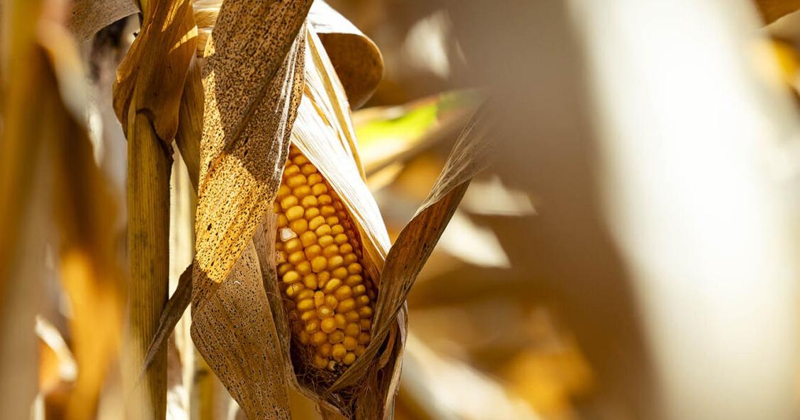 FS corn estimates in line with USDA | | farmweeknow.com