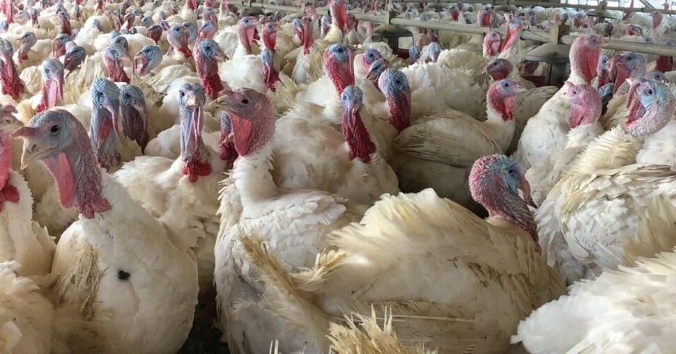 Roths raise 22,000 fresh turkeys for Thanksgiving | Livestock ...