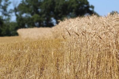 Wheat harvest well ahead of average pace | Crop Conditions ...