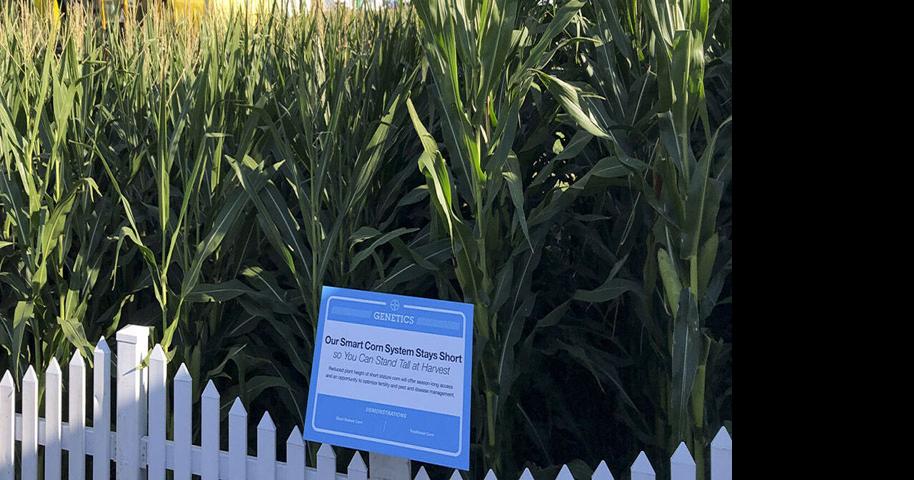 Smart Corn System ready to stand up to challenges | Profitability ...