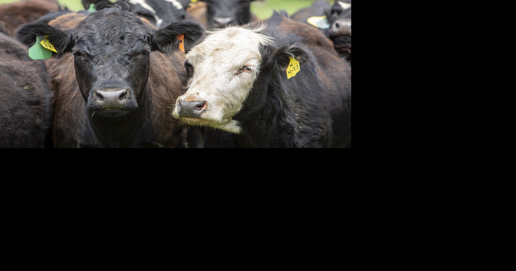 Cattle inventory up 1% | Livestock | farmweeknow.com