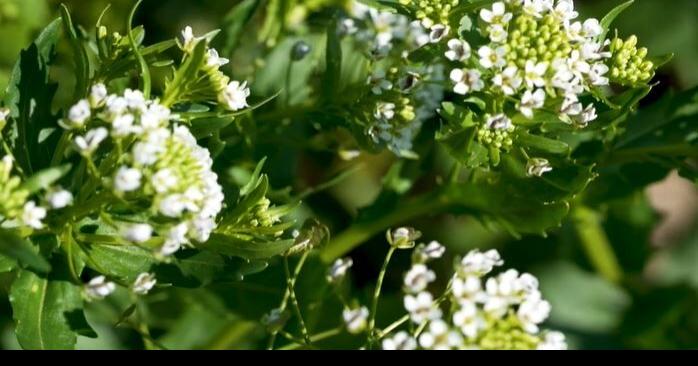 CoverCress preparing launch of commercial pennycress | Environmental ...