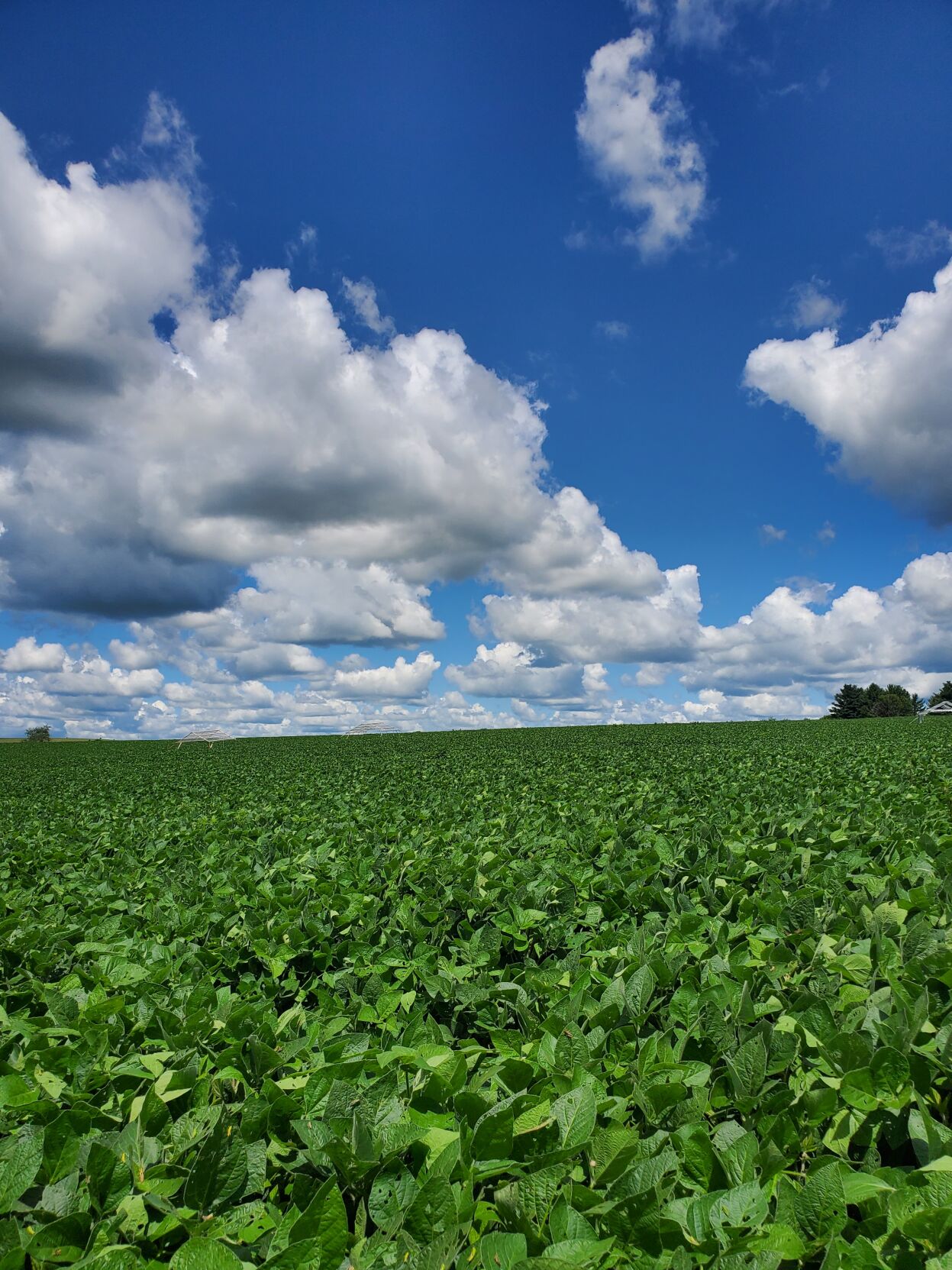 Farmer field 'lab' generates local nutrient stewardship tips ...
