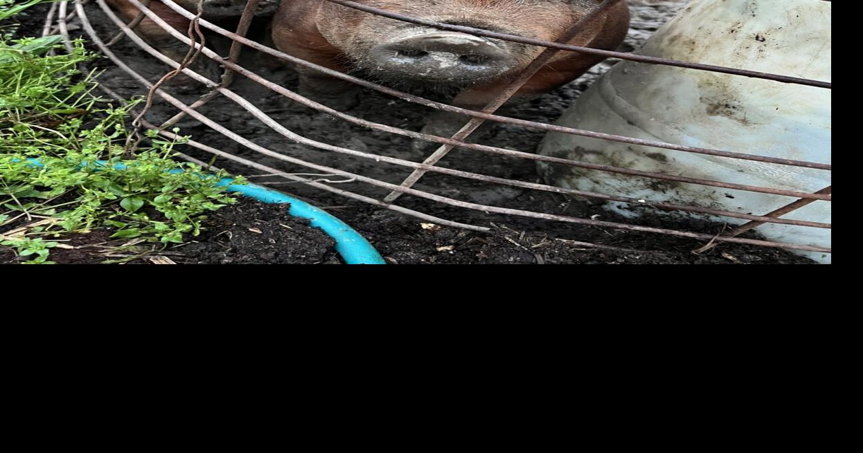 Clay County 4-H brings pork to fork | Youth in Ag | farmweeknow.com