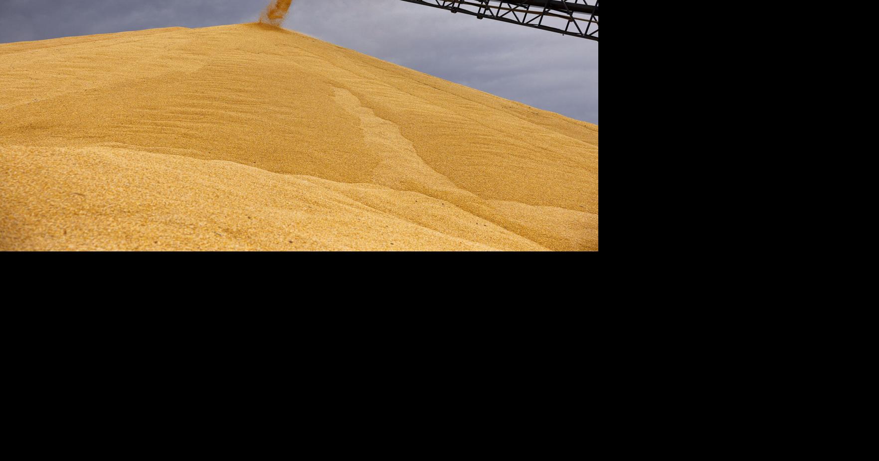 Brazil corn production could reach record, exports down | Crop ...