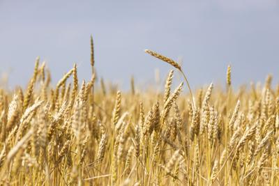 Wheat harvest picks up steam | Crop Conditions | farmweeknow.com