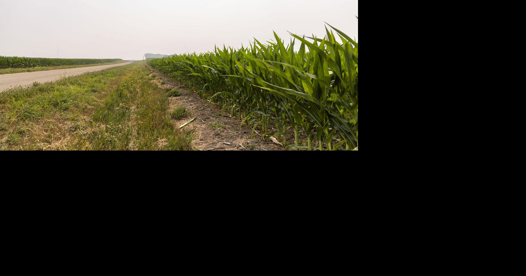 Corn plantings surge, beans drop in USDA's acreage report ...