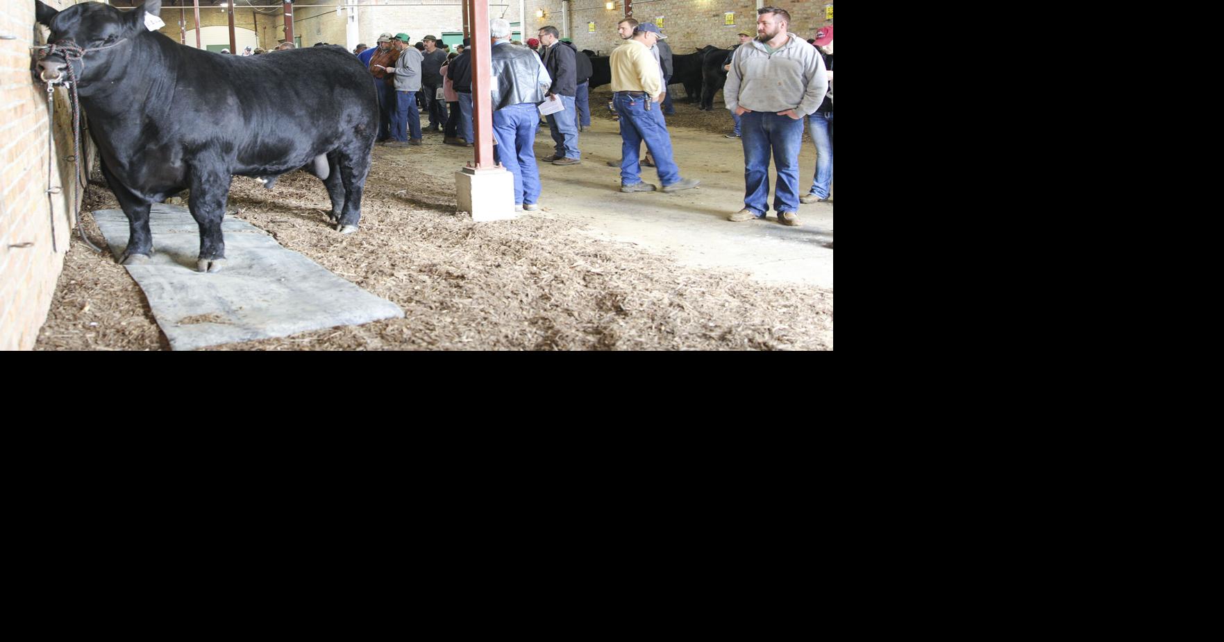 Nominations open for ’25 IPT Bull Sale | Livestock | farmweeknow.com