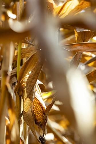 FS corn estimates in line with USDA | | farmweeknow.com