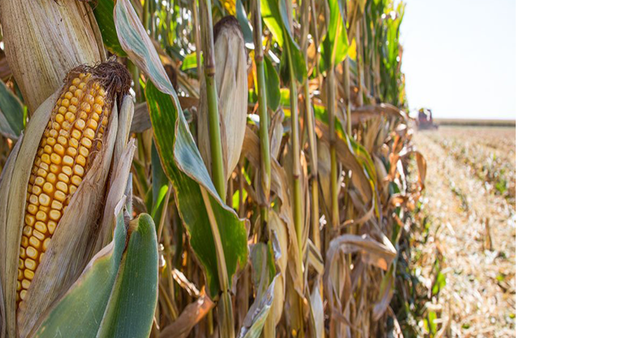 Illinois corn yield champ celebrates success in threes | Crop ...