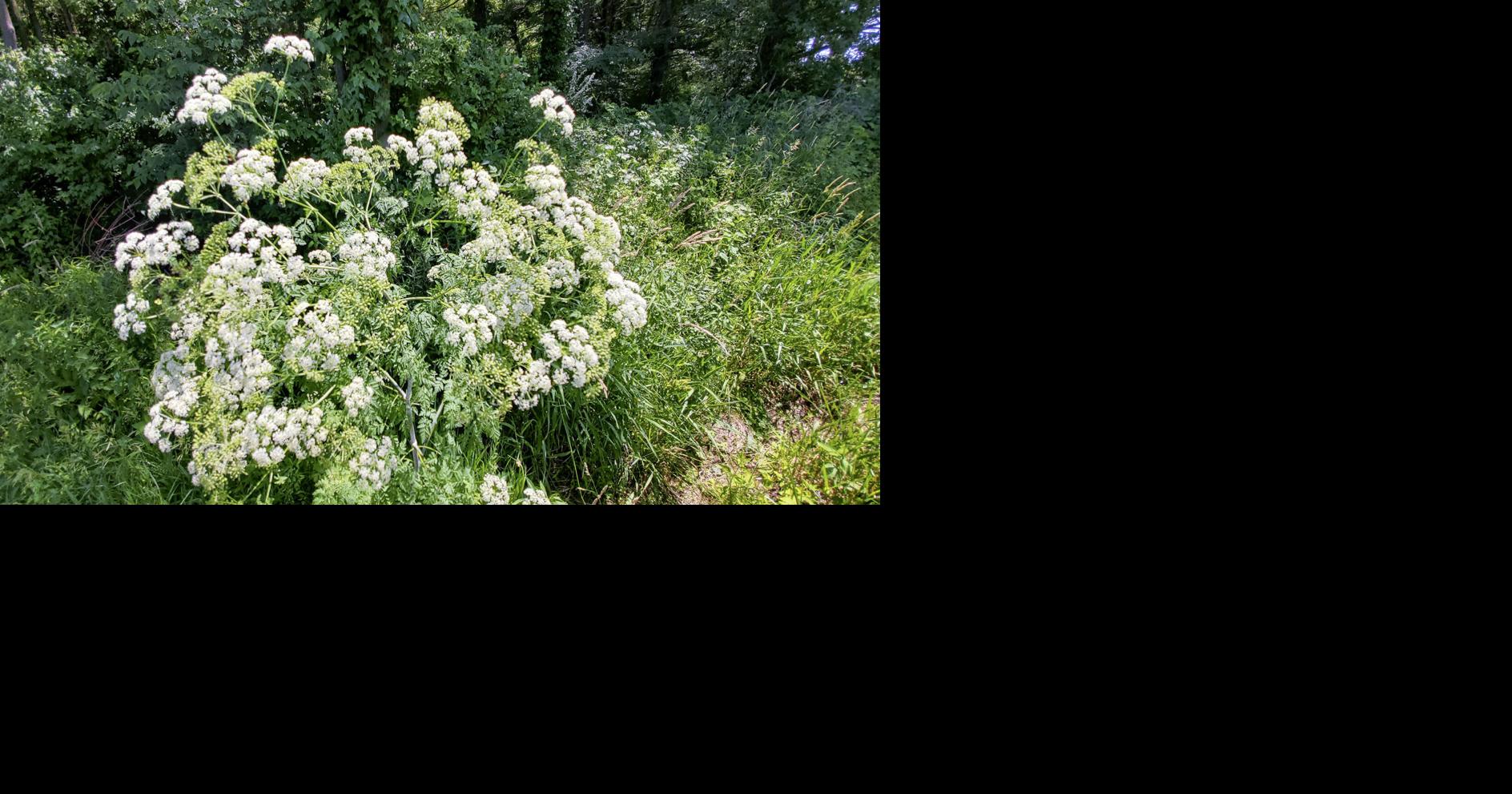 Limit human, animal exposure to dangerous poison hemlock | Perspectives ...