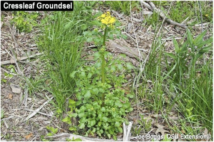 Yellow flowers not welcome in alfalfa fields | Perspectives ...