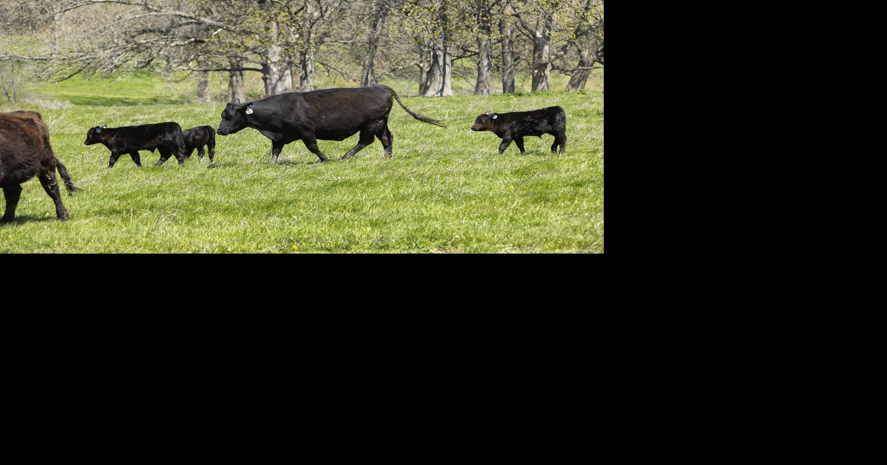 Cow-calf forum set for Nov. 8 | Livestock | farmweeknow.com