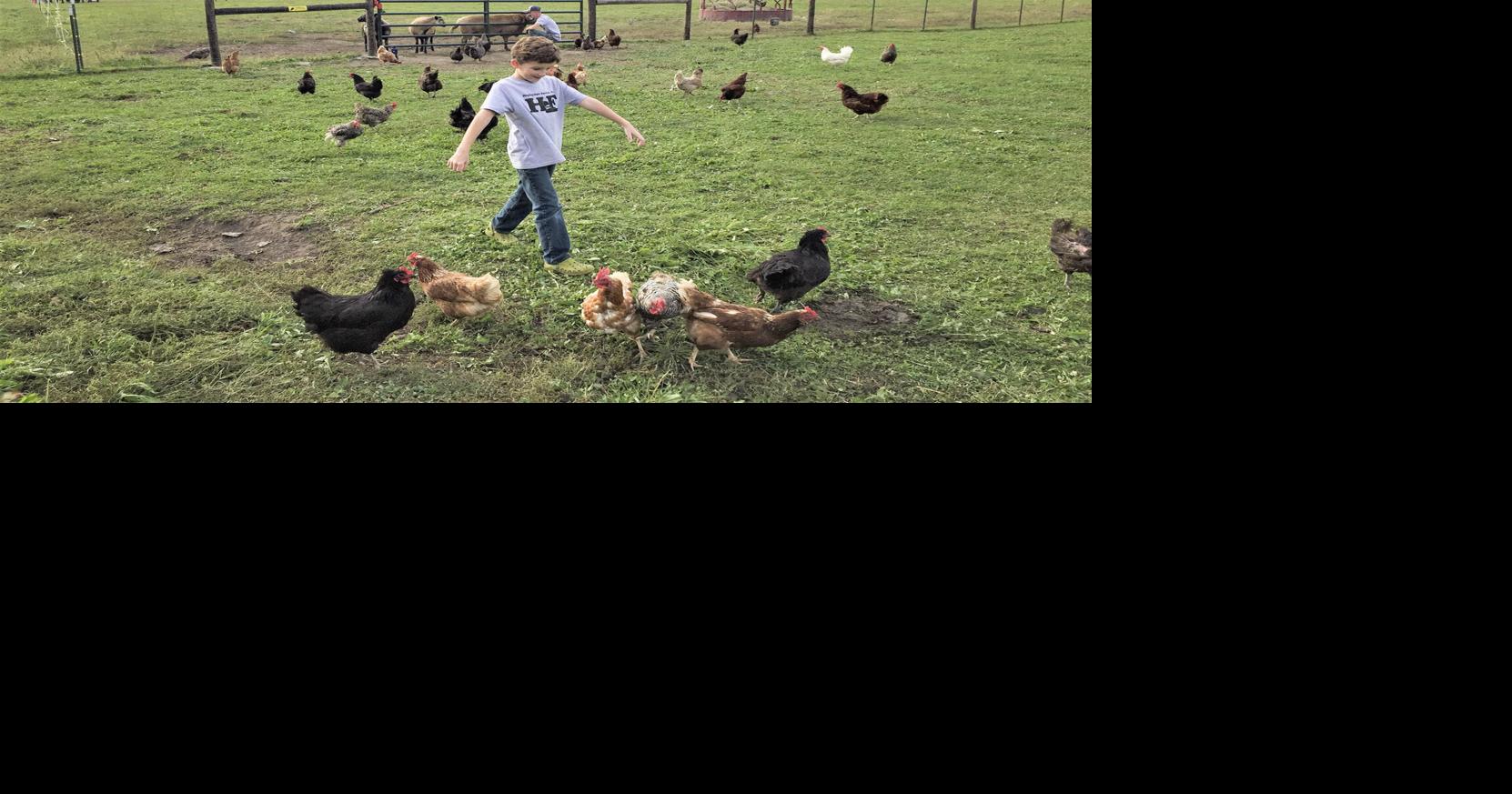 USDA webinar to focus on poultry biosecurity | Livestock | farmweeknow.com