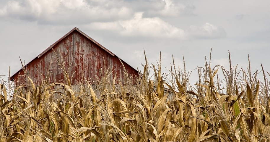No '21 crop year ARC or PLC payments for Illinois farmers | National ...