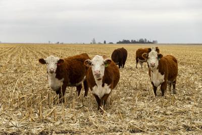 Meteer: 'Stalk' up on feed by grazing cornfields | Livestock ...