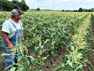 Sweet corn 'probably the best it has ever looked' | Crop Conditions ...