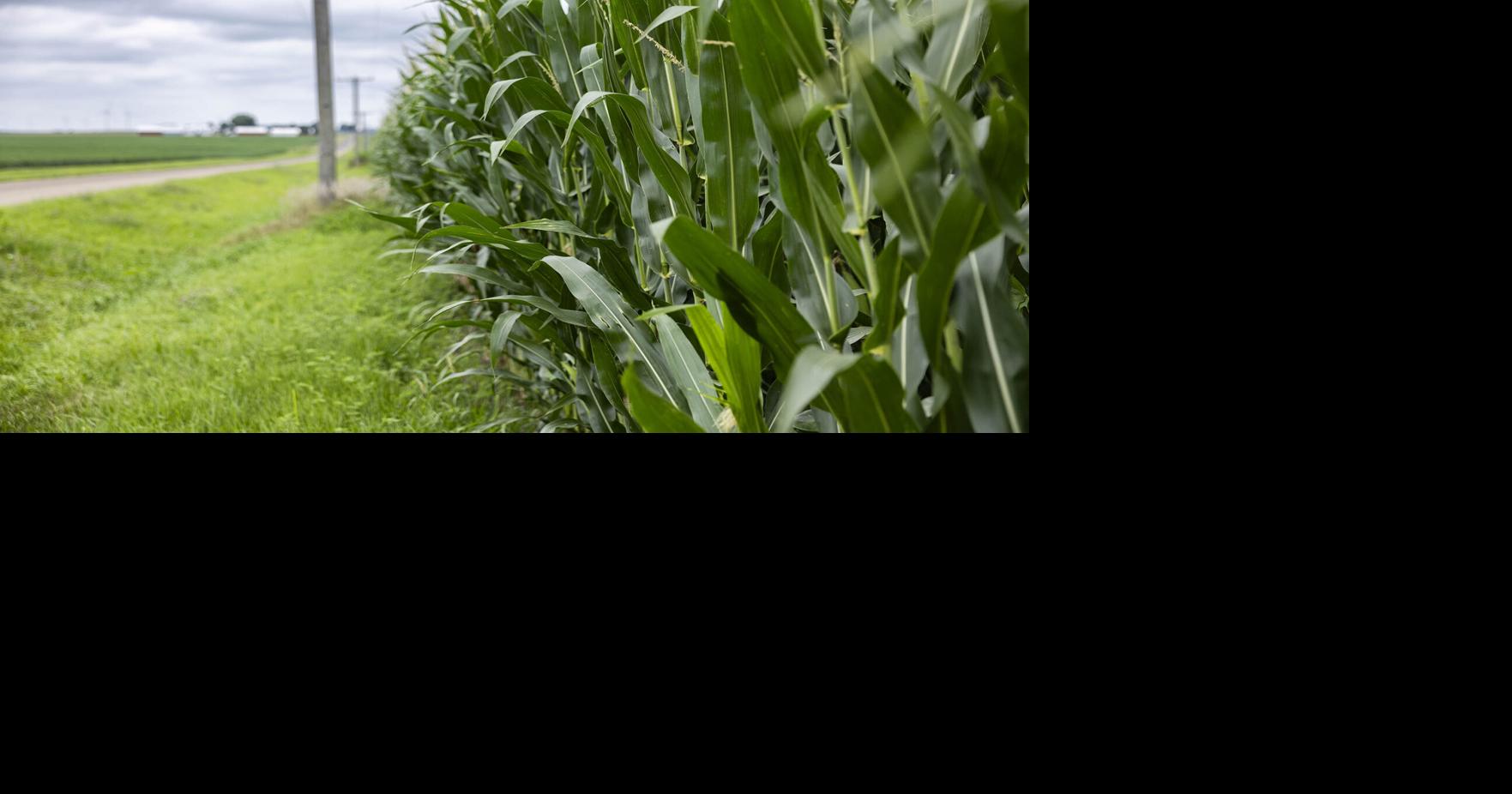 Heat wave ignites crop maturation process, sparks concerns ...