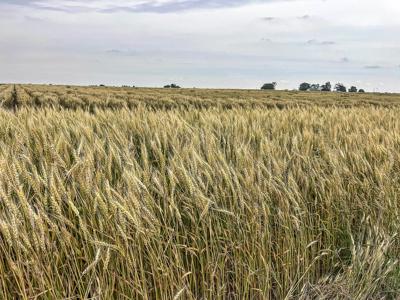 KWS launches KWS Cover+ | Environmental | farmweeknow.com