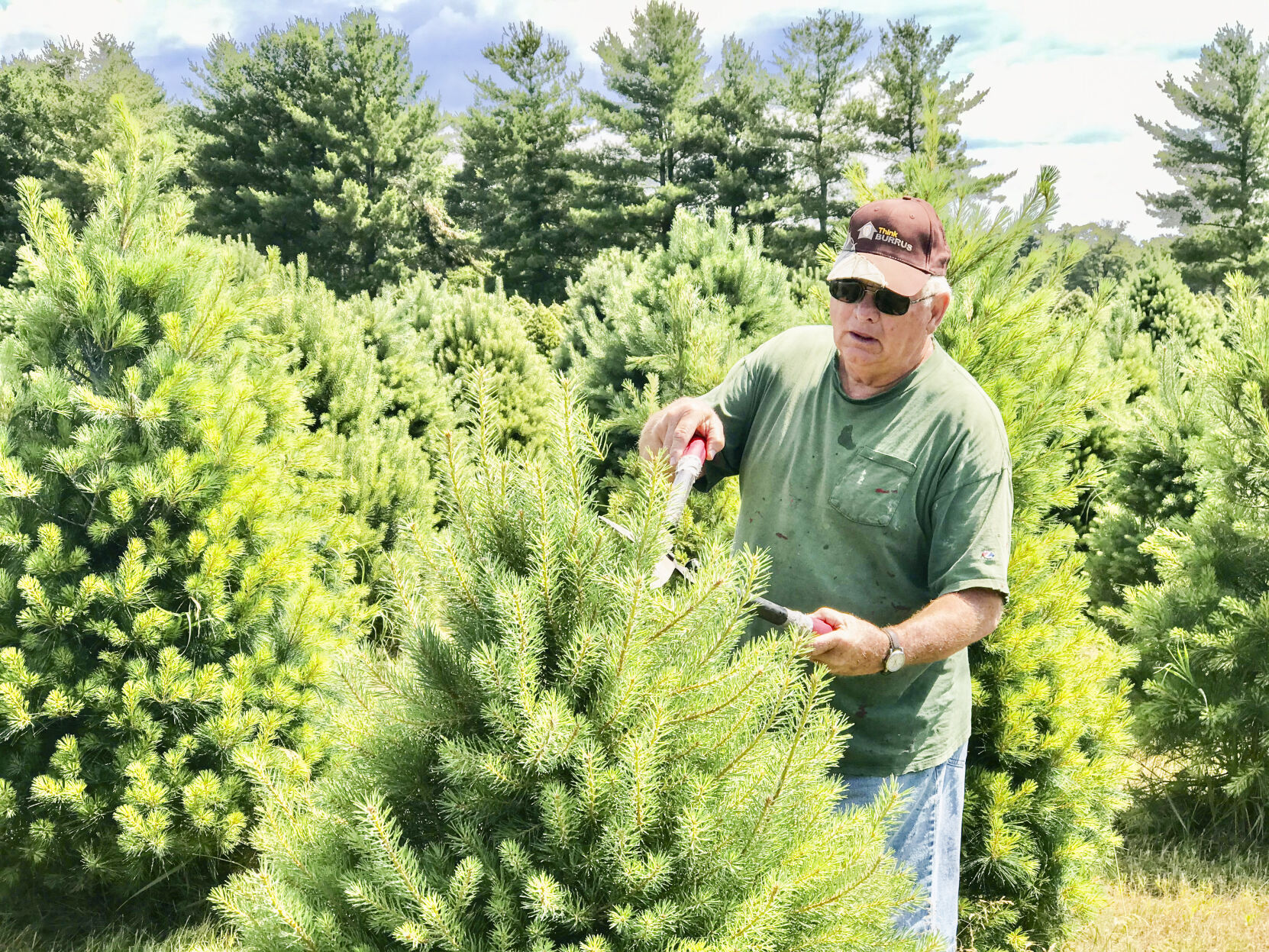 Buying a real Christmas tree supports local farmers | Perspectives ...