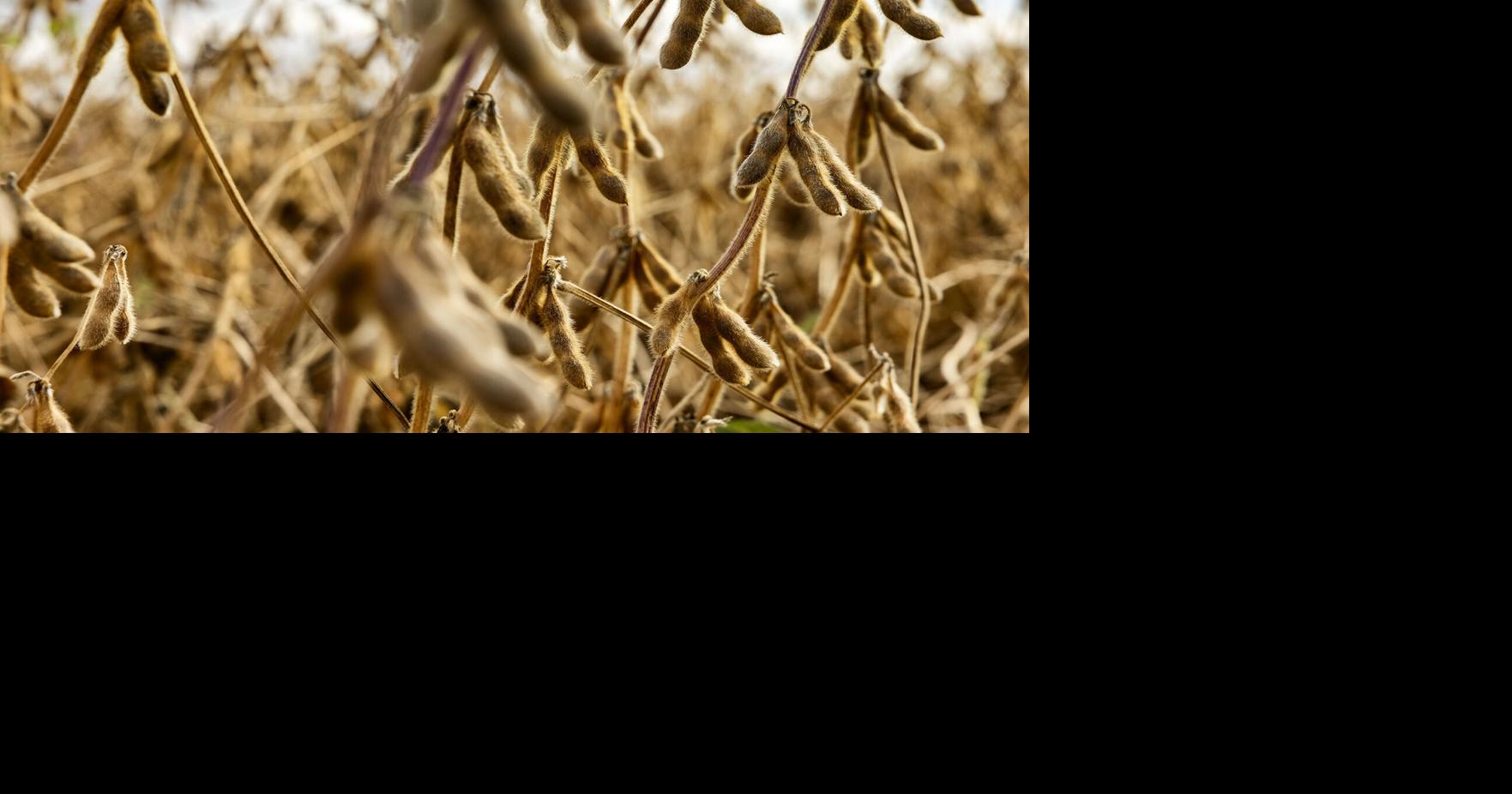 Farmdoc budgets show soybeans more profitable than corn | Profitability ...