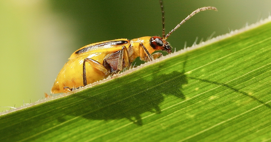Corn rootworms making a comeback | Crop Conditions | farmweeknow.com
