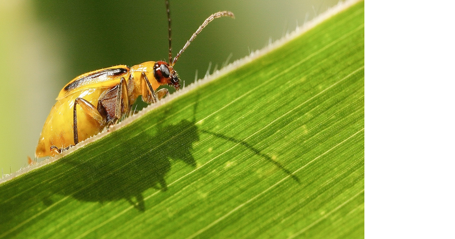 Corn rootworms making a comeback | Crop Conditions | farmweeknow.com