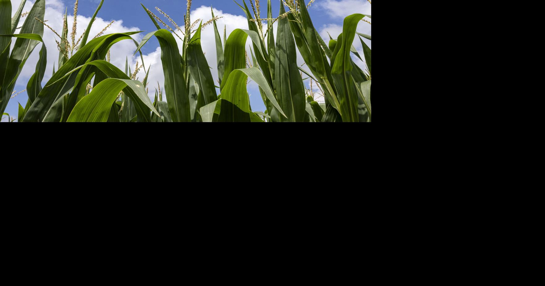 Pollination issues add to crop concerns around Illinois | Crop ...