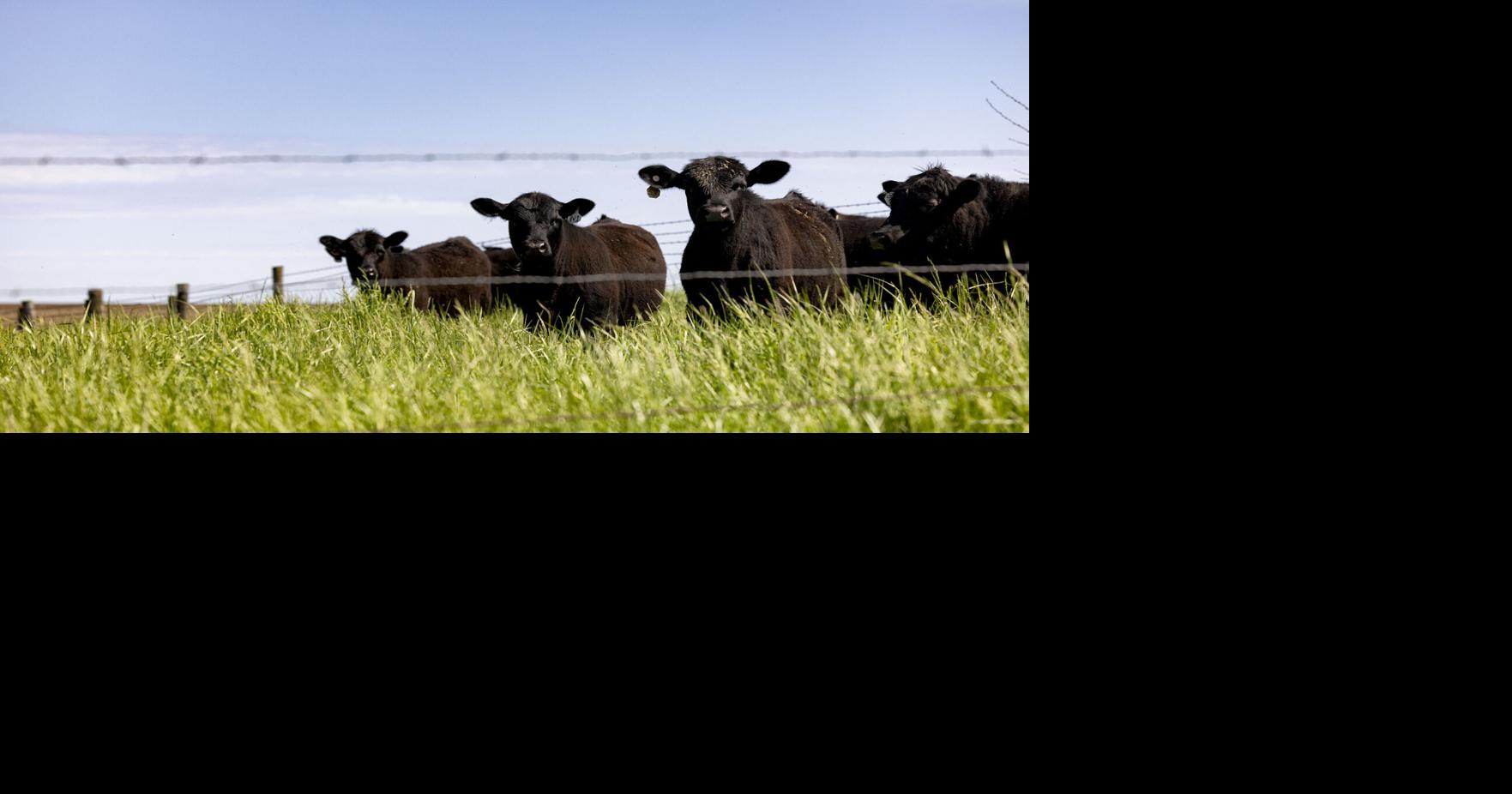 USDA launches Live Cattle Data Dashboard | Livestock | farmweeknow.com