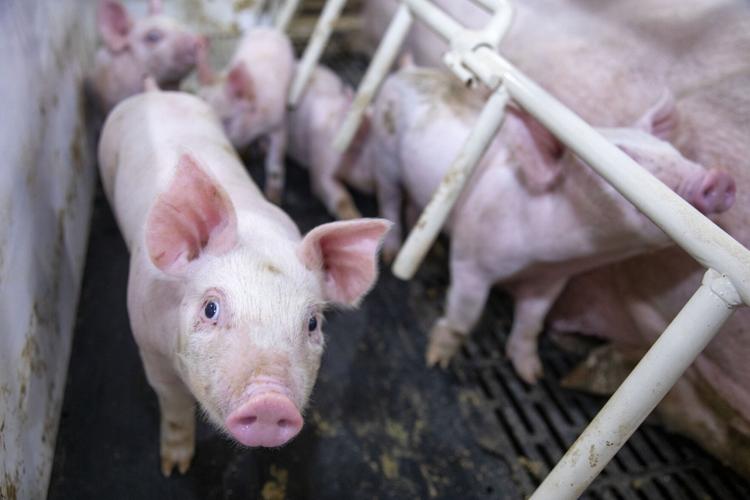 Hefty hog inventory numbers could weigh on market | Livestock ...