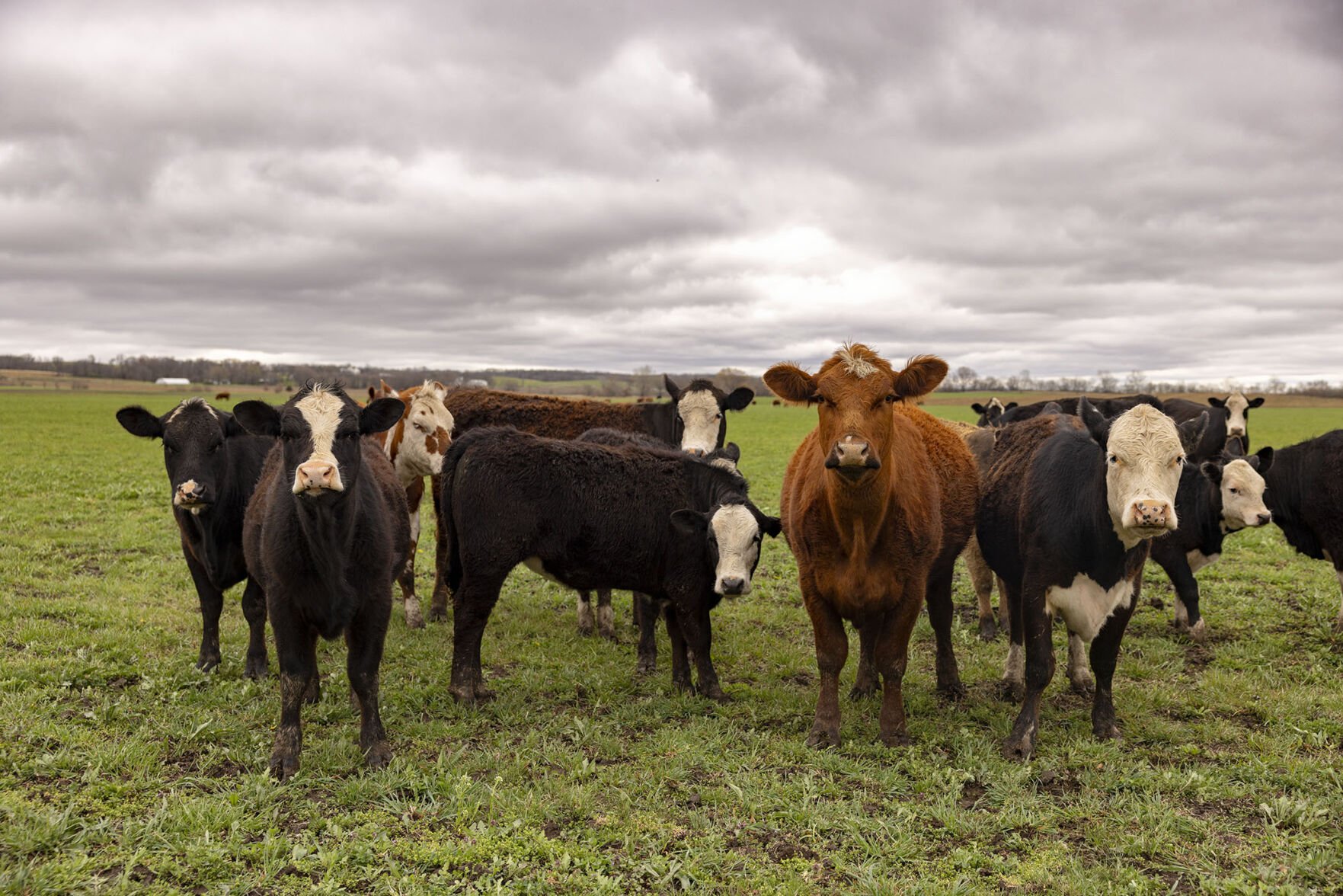 U.S. cattle inventory, smallest since 1950s, slow to rebuild ...
