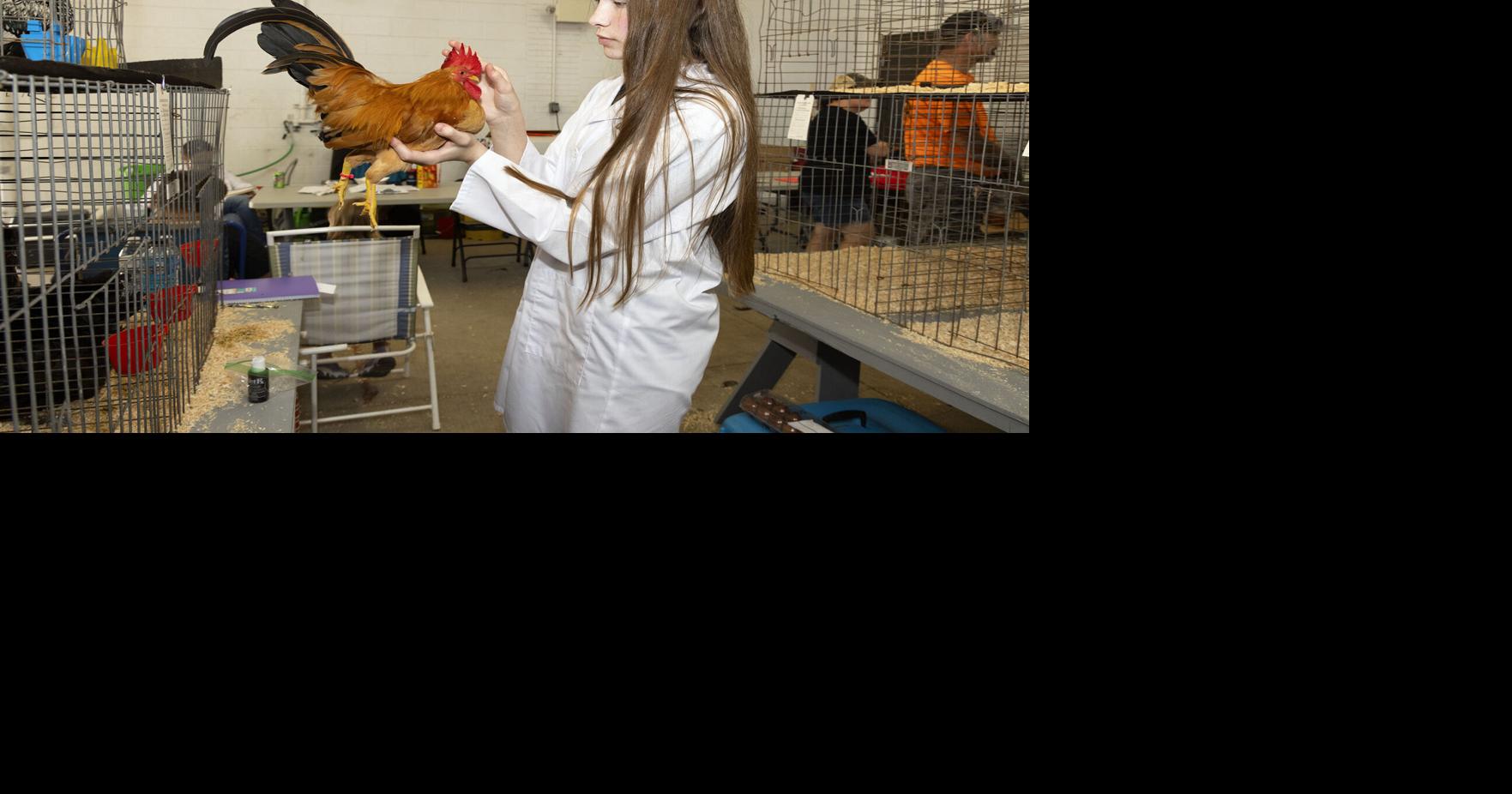 IDOA poultry exhibition ban continues into fair season | Livestock ...