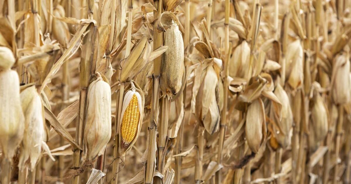 Corn yield contest reflects resilience of corn, farmers | Crop ...