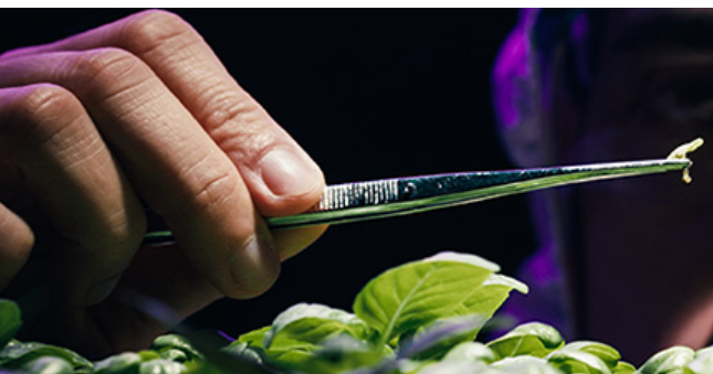 State gets $187K to bolster plant pest, disease defenses | National ...