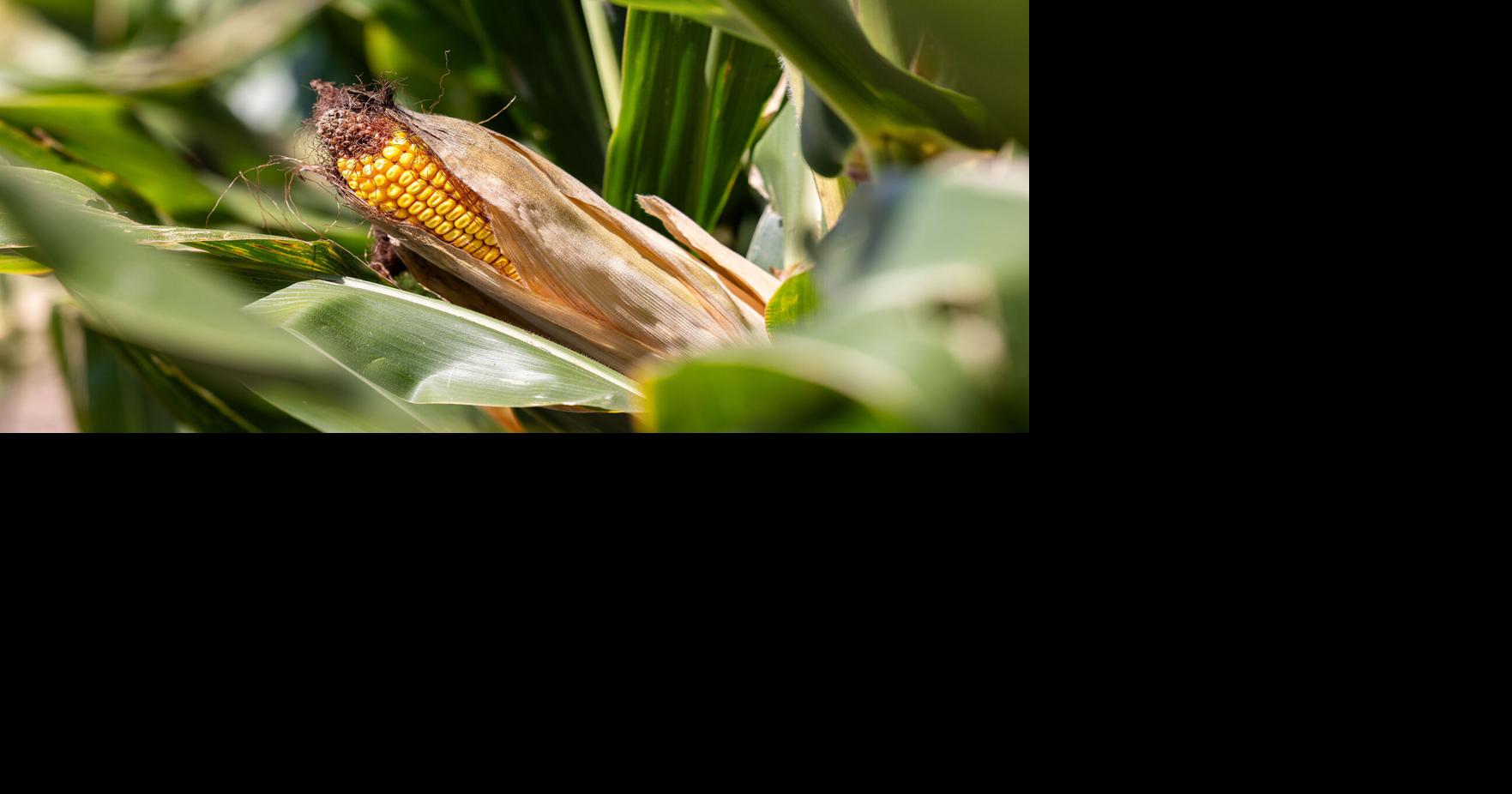 USDA raises record corn production estimate, lowers yield | Crop ...