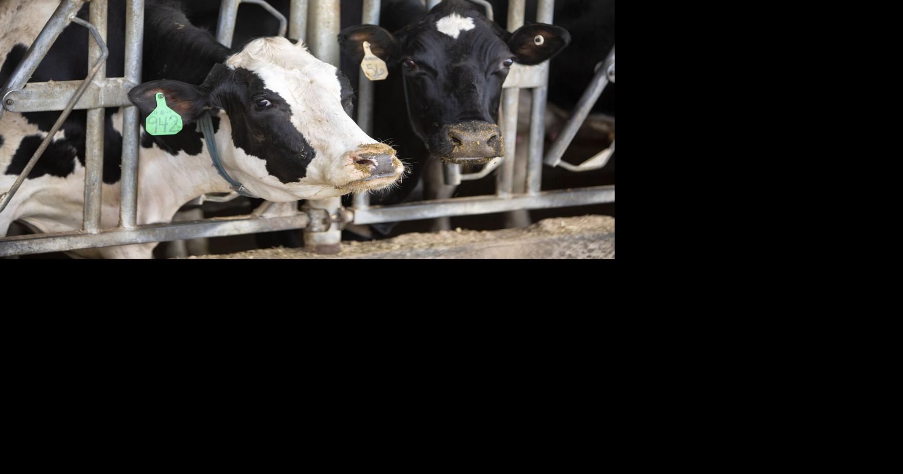 Costa Rica streamlines U.S. dairy registration process | National ...