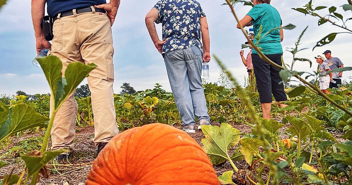 Pumpkin production focus of Extension event | Environmental ...