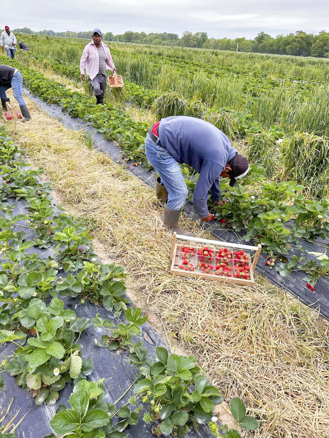 Weather swings impact specialty crops; peach shortage to linger | Crop ...