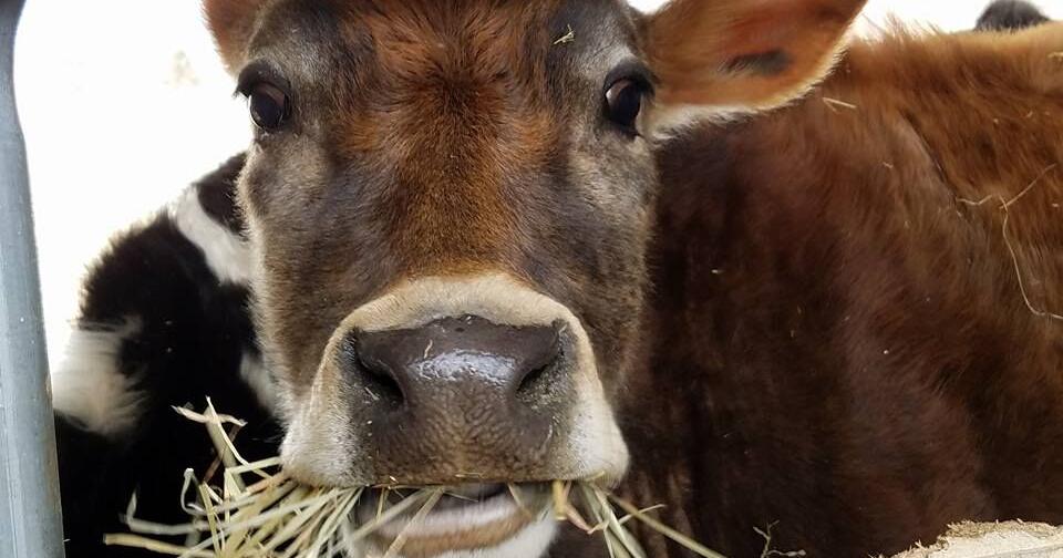 McLean County specialty farm offers consumers diverse crops, livestock ...
