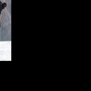 Beef up herd management at Winter Meeting | Livestock | farmweeknow.com
