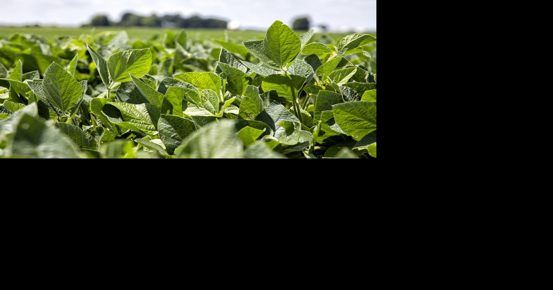 Illinois Soybean Growers sets top policy goals | National | farmweeknow.com