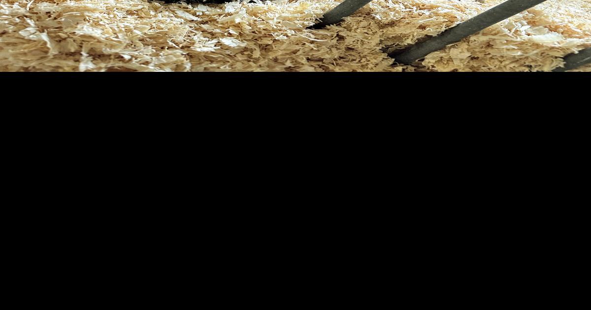 Inside the Illinois State Fair barns | | farmweeknow.com