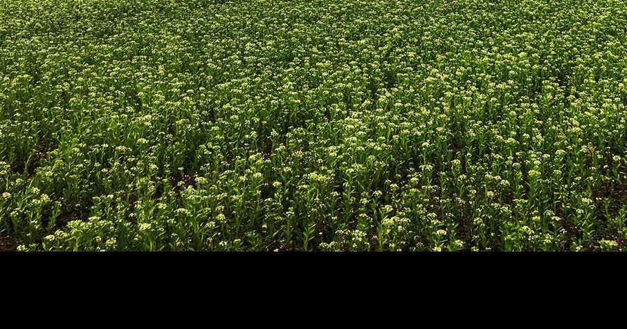 CoverCress making debut in Illinois fields this fall | Crop Conditions ...